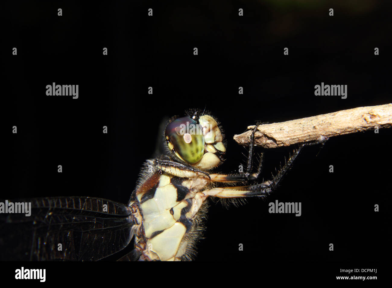 Dragonfly mouth hi-res stock photography and images - Alamy