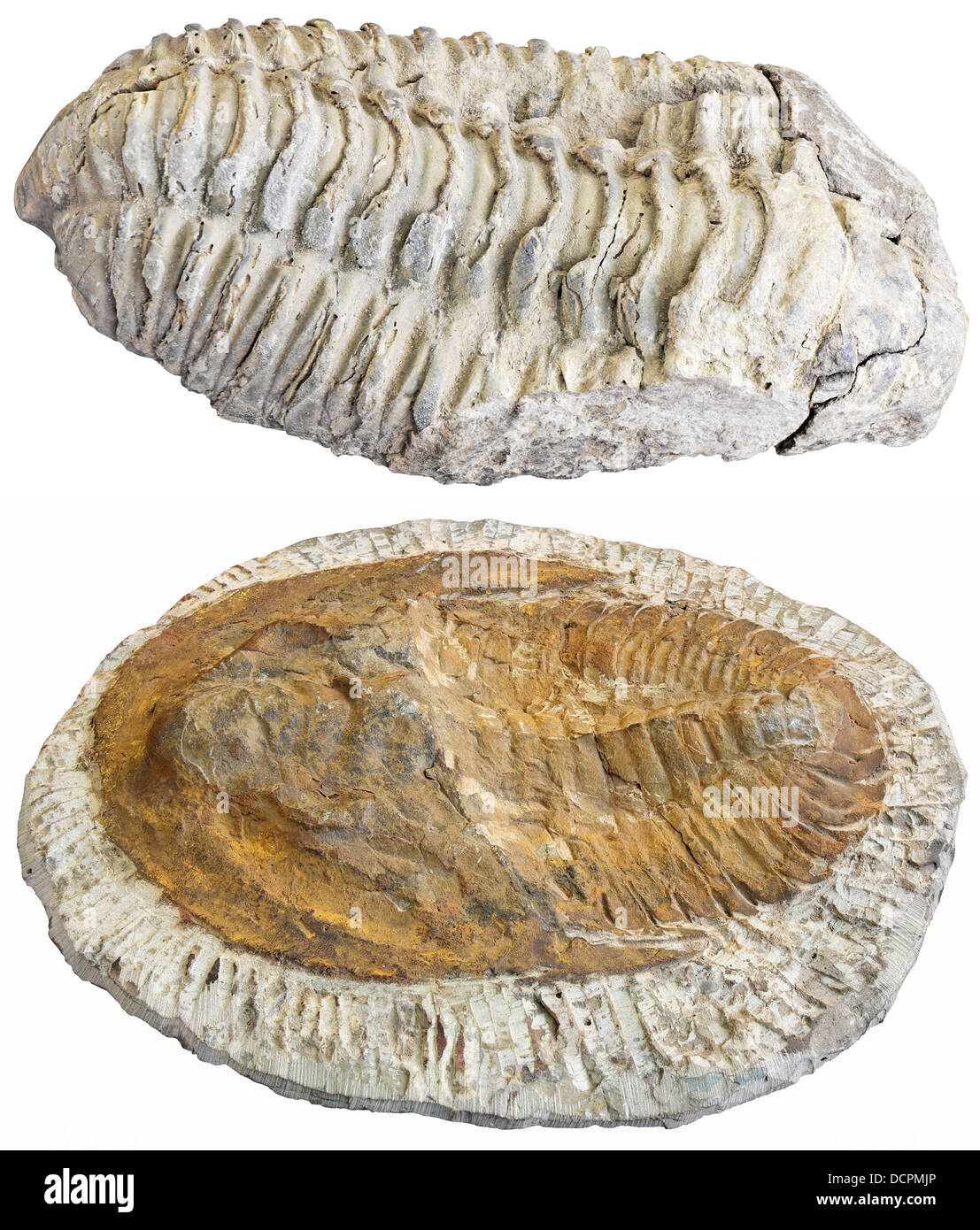 Fossilized trilobite isolated on white background Stock Photo - Alamy