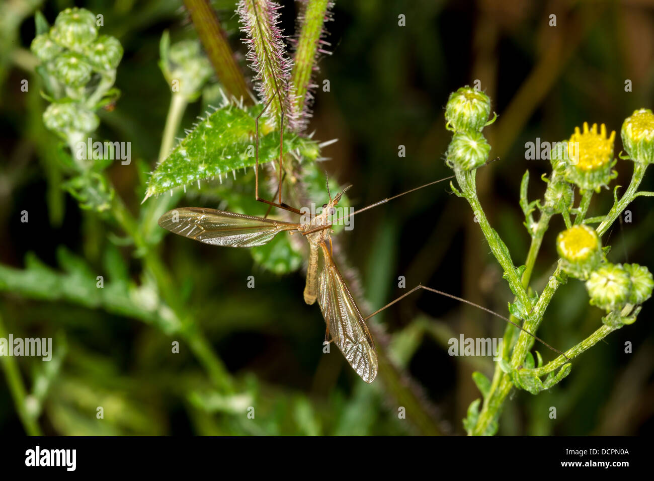 Crane Fly. Tipula oleracea (Tipulidae Stock Photo - Alamy