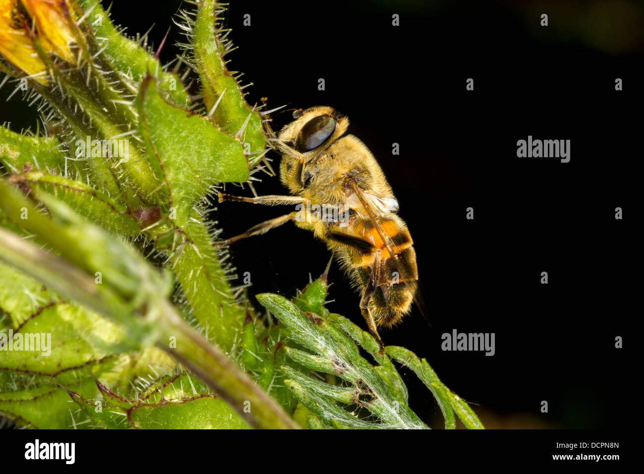 Apidae apis hi-res stock photography and images - Alamy