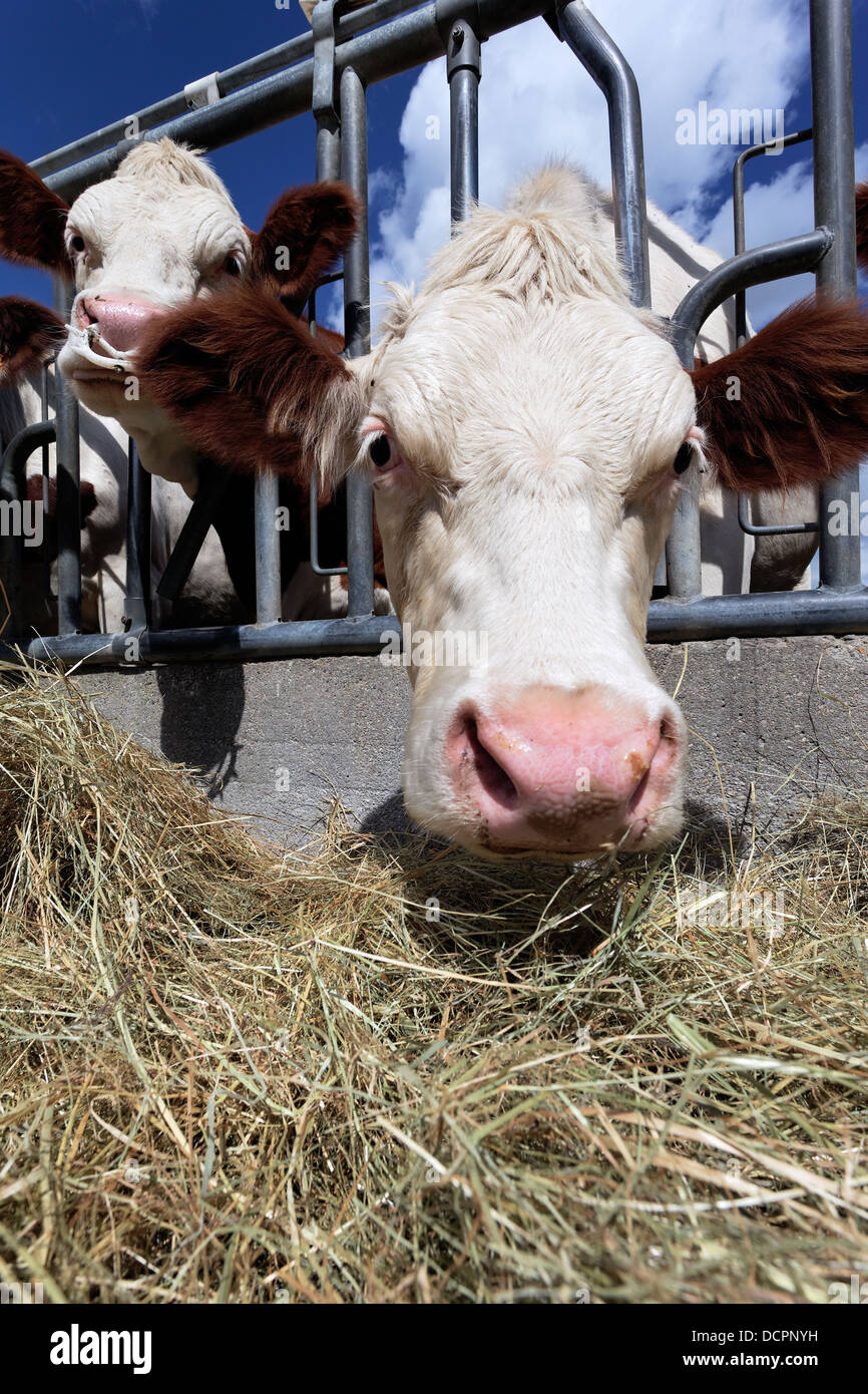 head of cow in farmland Stock Photo - Alamy