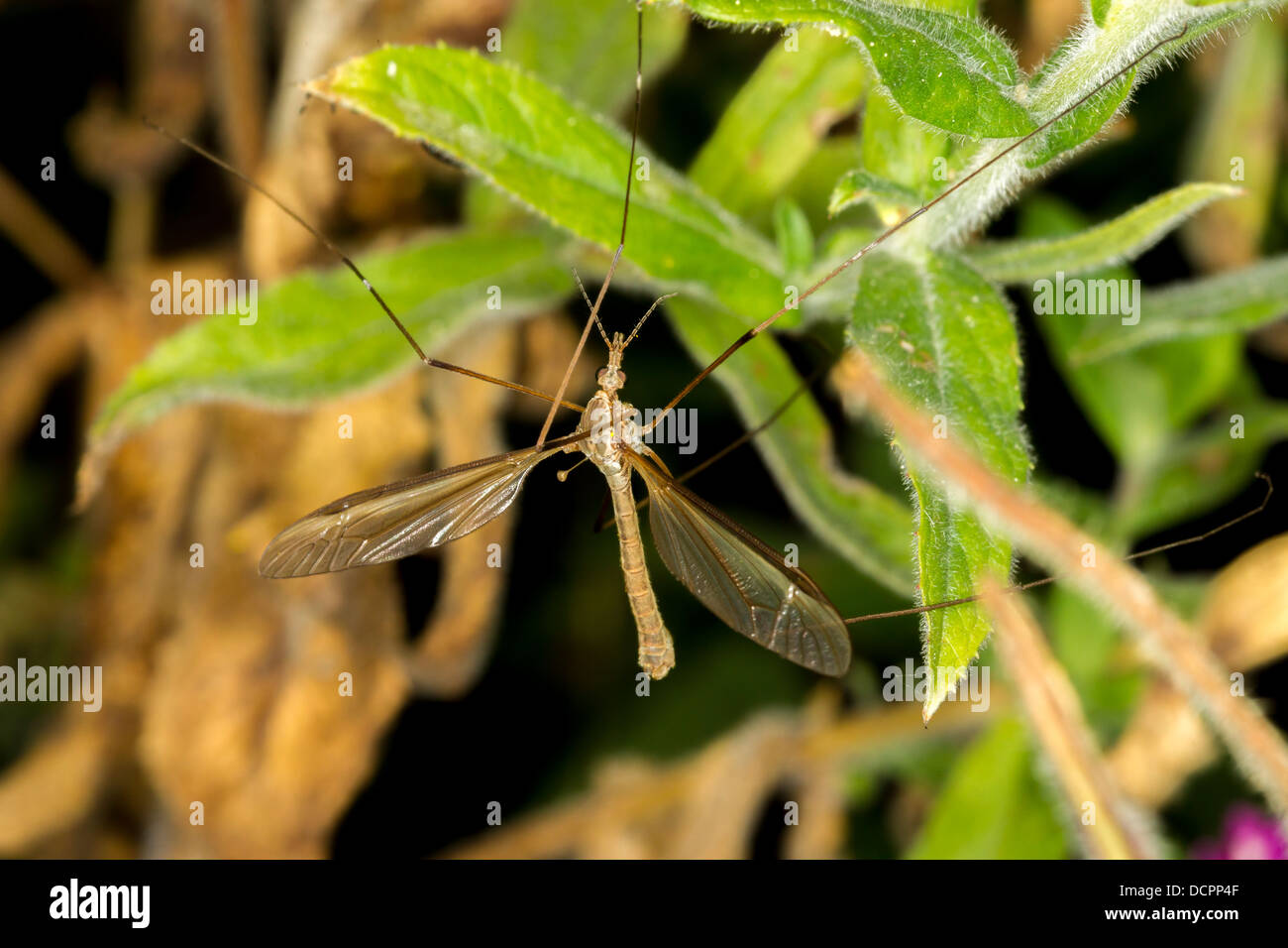 Crane Fly. Tipula oleracea (Tipulidae Stock Photo - Alamy