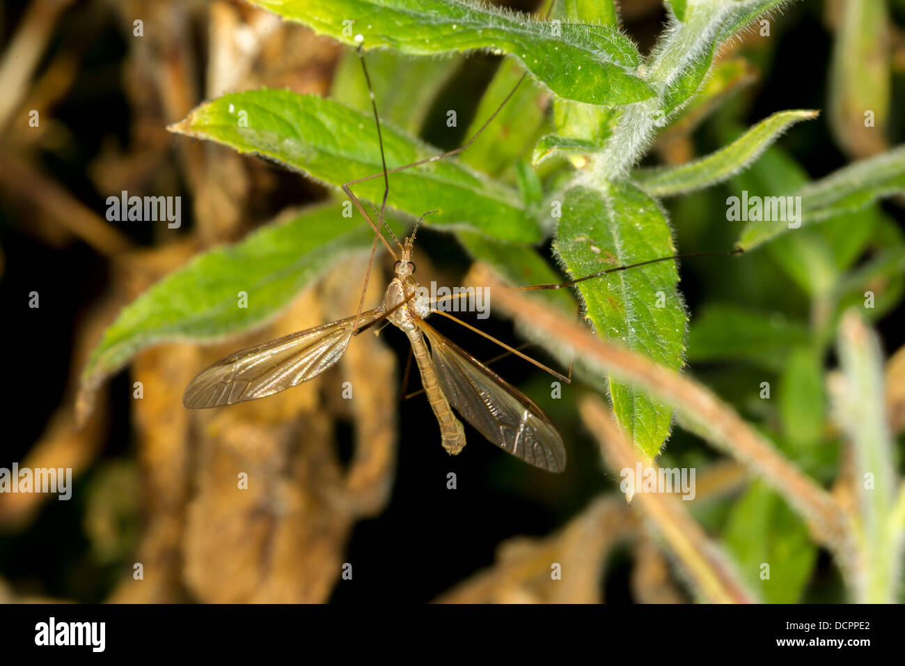 Crane Fly. Tipula oleracea (Tipulidae Stock Photo - Alamy