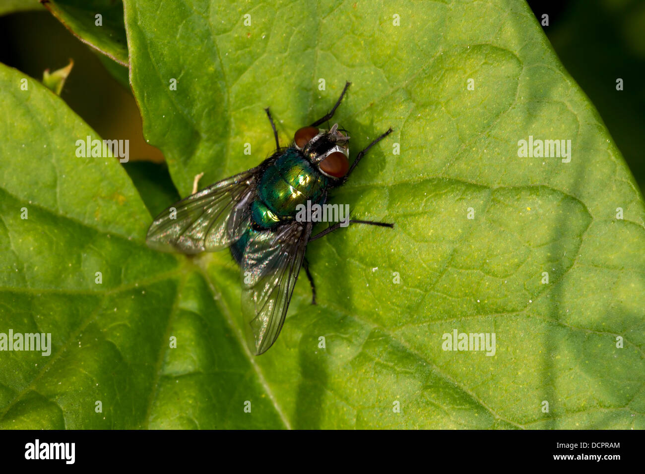 Calliphoridae hi-res stock photography and images - Alamy