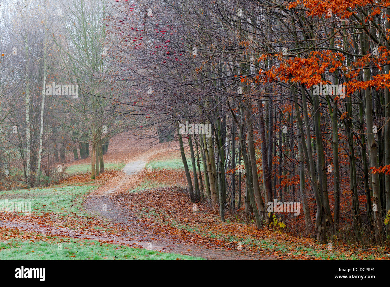 Pathway through the autumn forest Stock Photo - Alamy