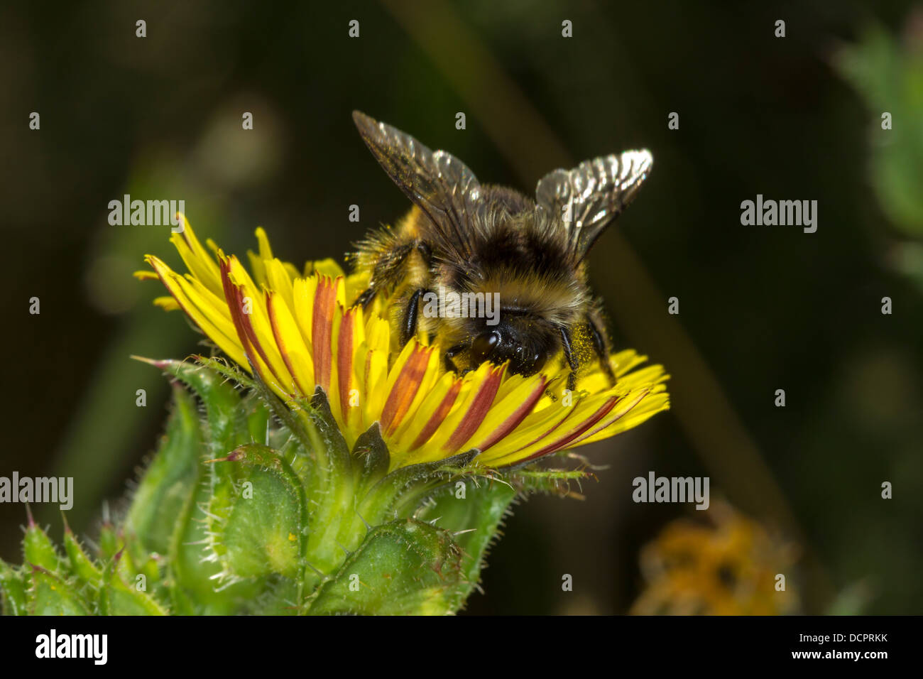 Bee. Anthophora Plumipes (Anthophoridae Stock Photo - Alamy