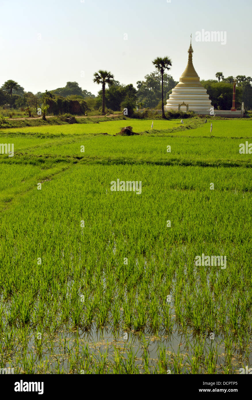 A paddy field near ancient burmese capital Irwa with a stupa in the ...