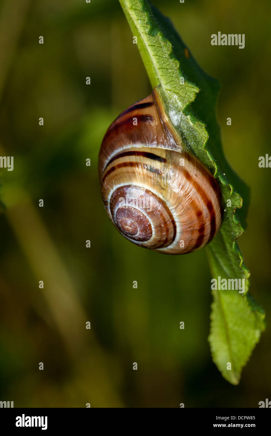 Land invertebrates hi-res stock photography and images - Alamy