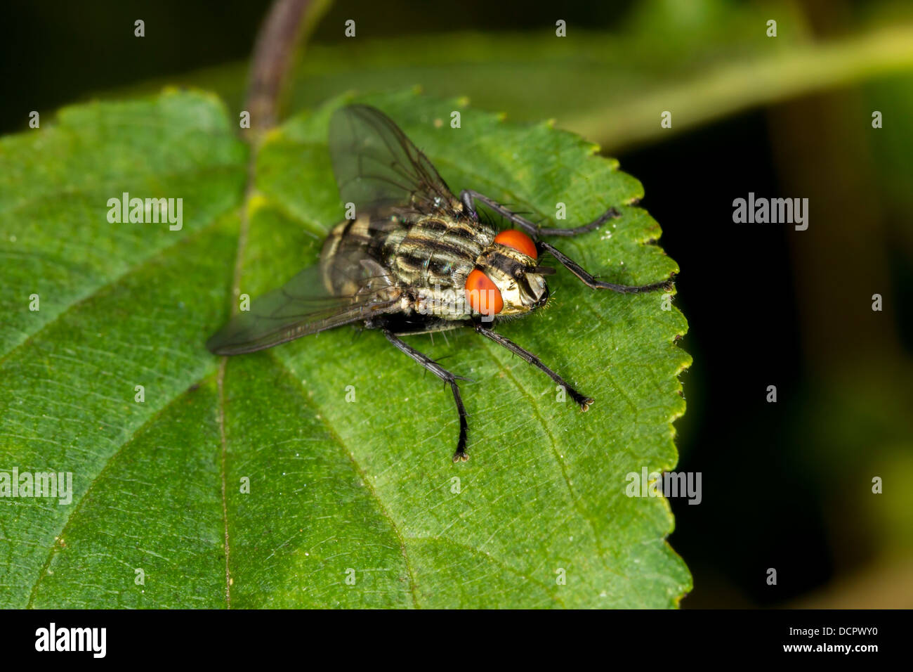 Anthomyiid flies hi-res stock photography and images - Alamy
