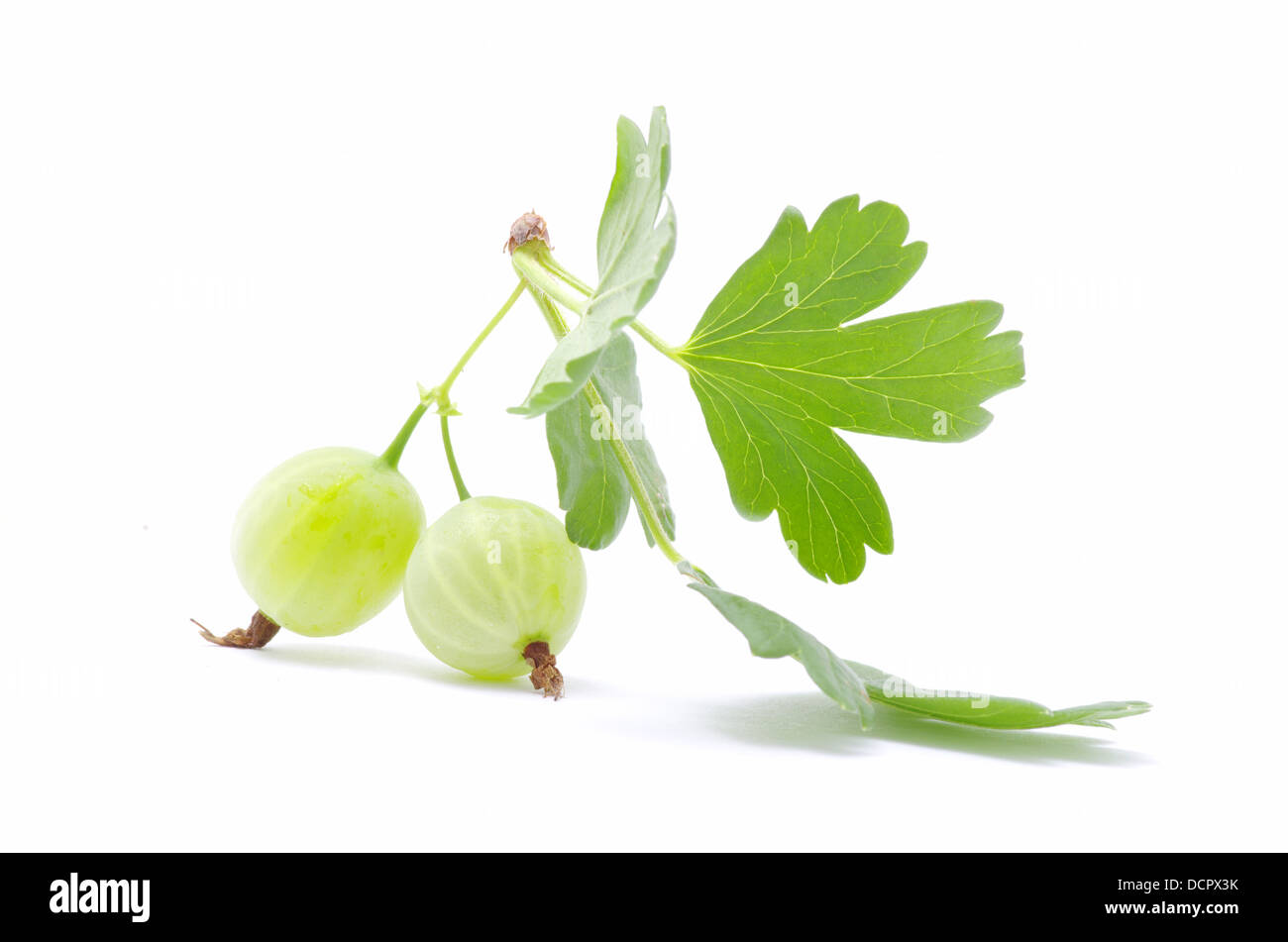 Closeup ripe green gooseberry Cut Out Stock Images & Pictures - Alamy