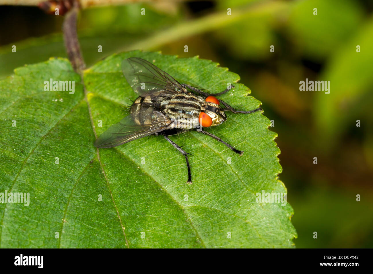 Anthomyiid flies hi-res stock photography and images - Alamy