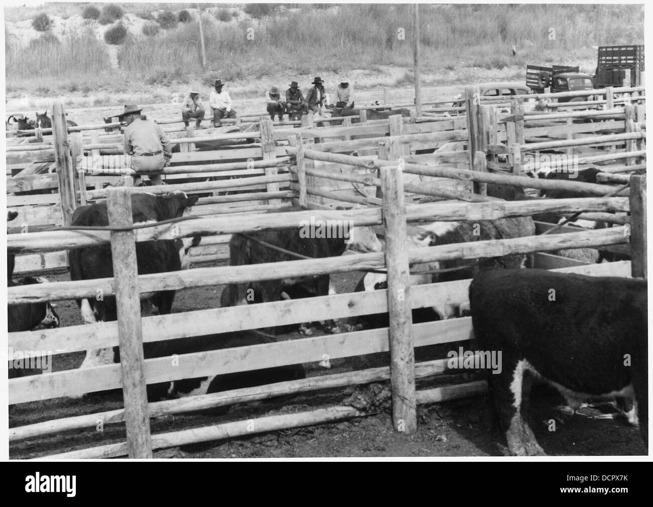 Cattle are seen at the Wind River Agency, a Native American reservation ...