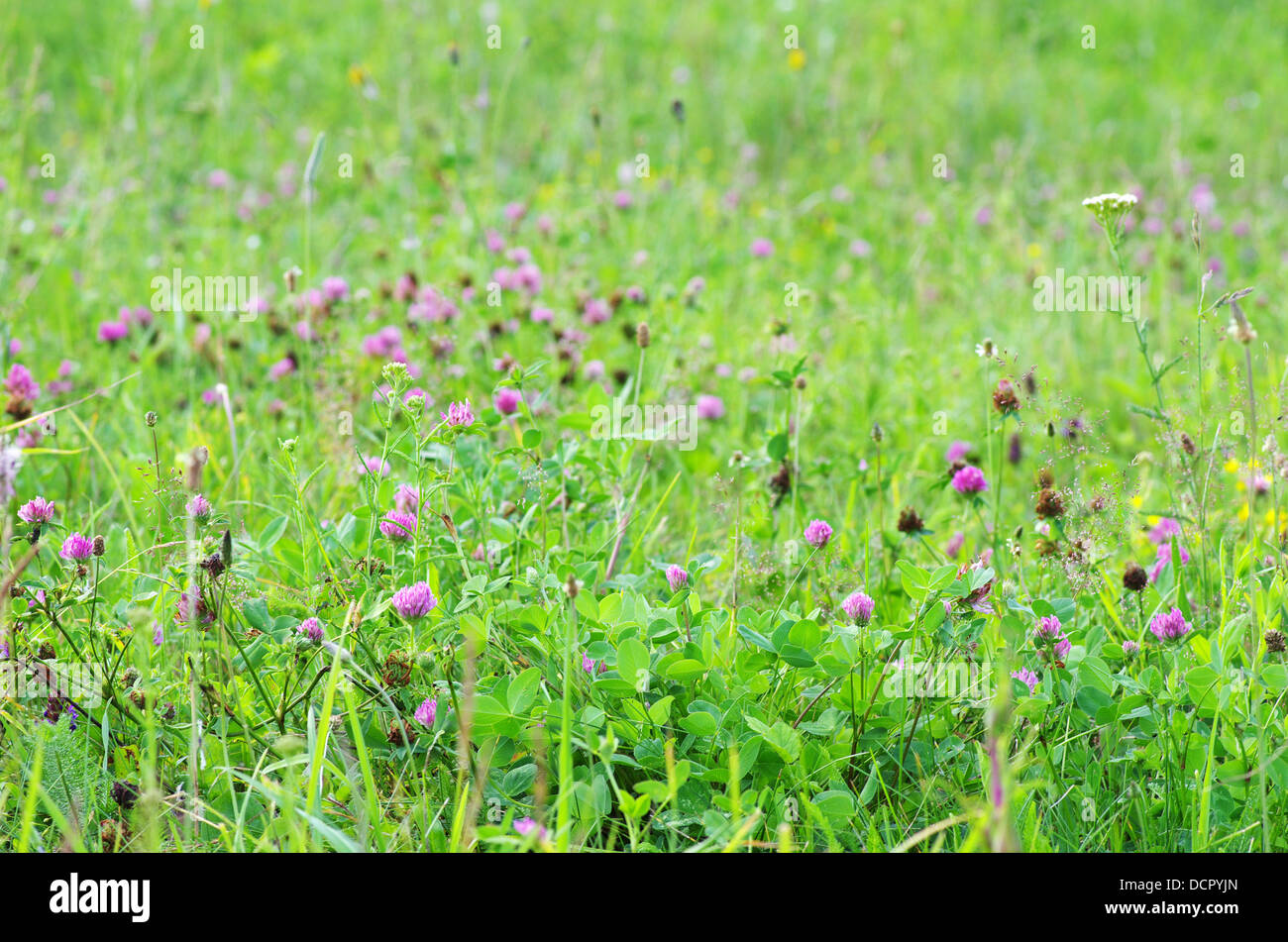 Purple clovers hi-res stock photography and images - Alamy
