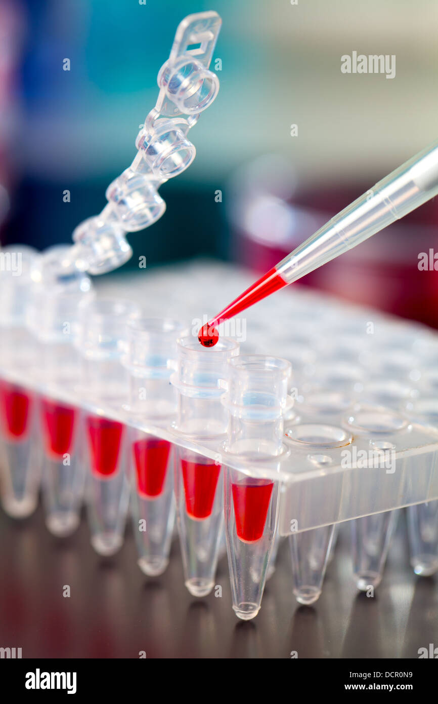 Loading of PCR samples in numbered plastic tubes Stock Photo - Alamy