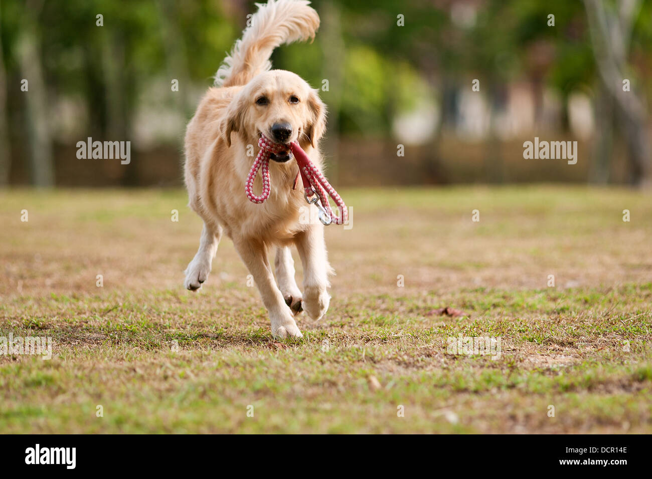 Jason Lee Photography High Resolution Stock Photography and Images - Alamy