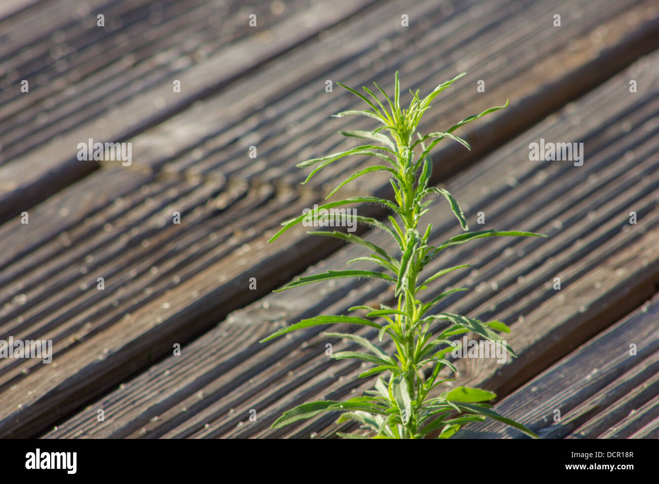 Little green plant growing between wood planks Stock Photo - Alamy