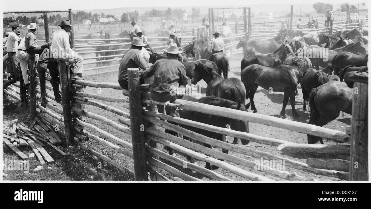 A horse roundup takes place at the Wind River Agency, likely on a ...
