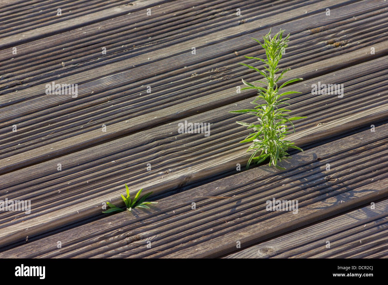 Little green plant growing between wood planks Stock Photo - Alamy