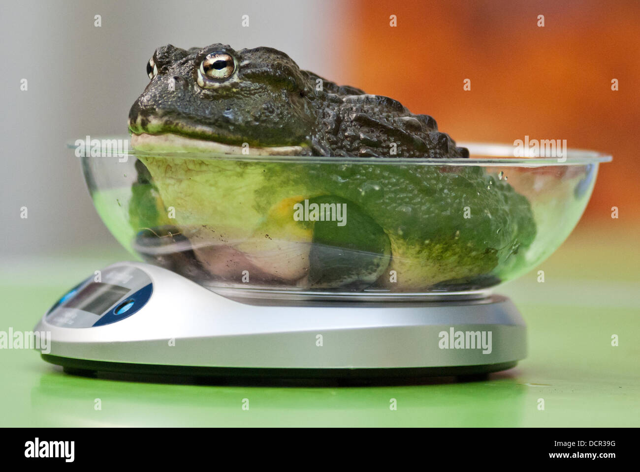 African bullfrog hi-res stock photography and images - Alamy
