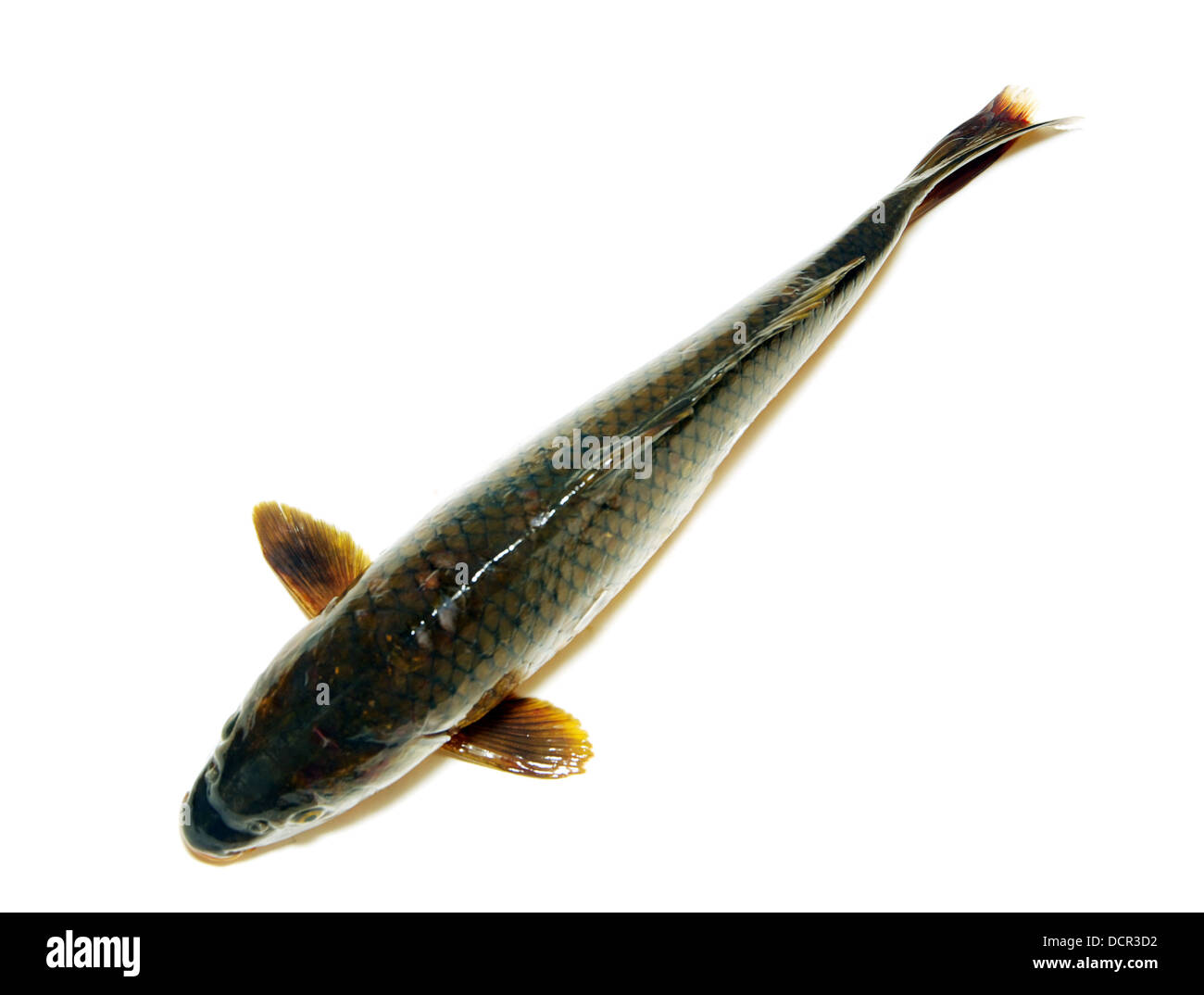 Fat carp Cut Out Stock Images & Pictures - Alamy