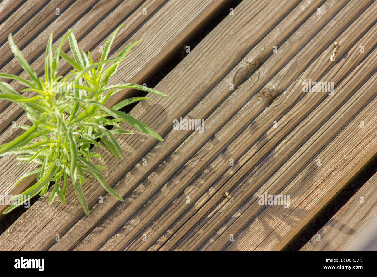 Little green plant growing between wood planks Stock Photo - Alamy