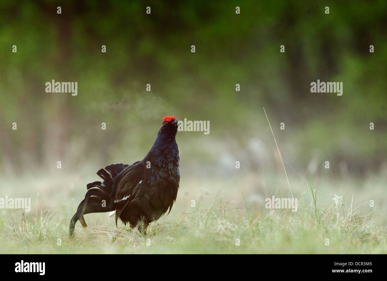 Lekking Black Grouse Stock Photo - Alamy