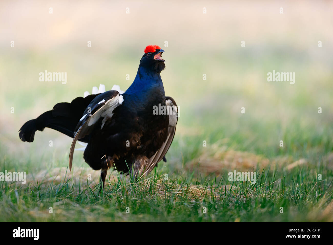 Lekking Black Grouse Stock Photo - Alamy