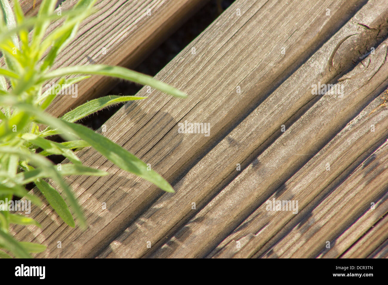Little green plant growing between wood planks Stock Photo - Alamy