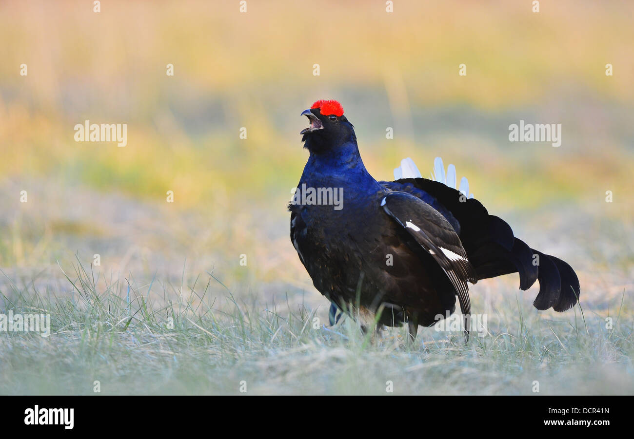 Lekking Black Grouse Stock Photo - Alamy