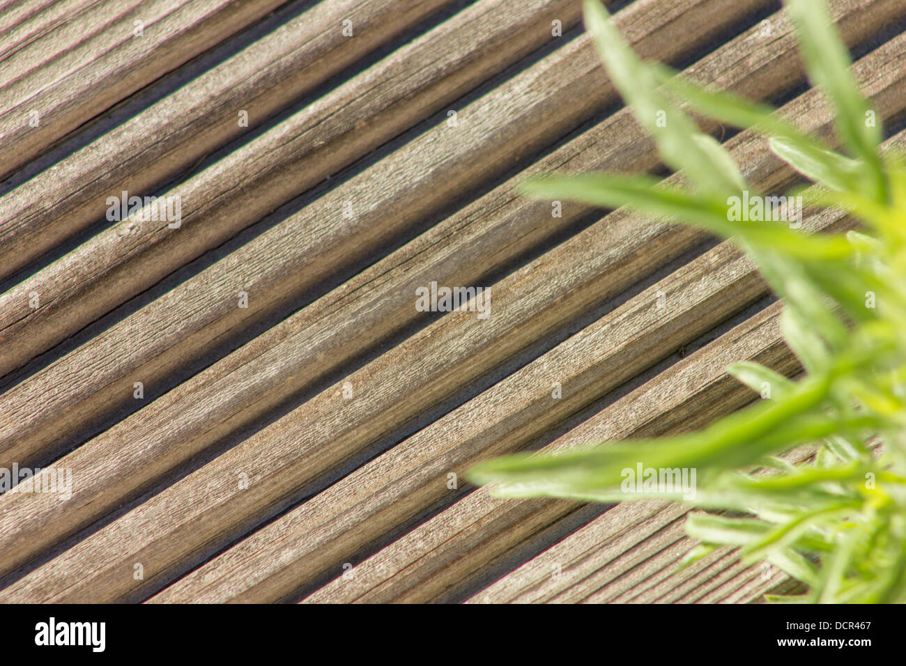 Little green plant growing between wood planks Stock Photo - Alamy