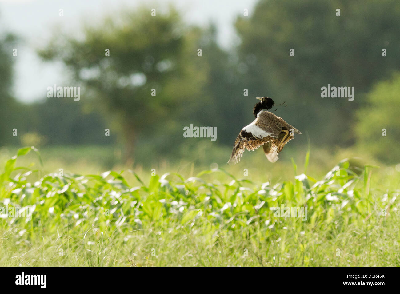 courtship display of the Likh or Lesser Florican (Sypheotides indicus ...