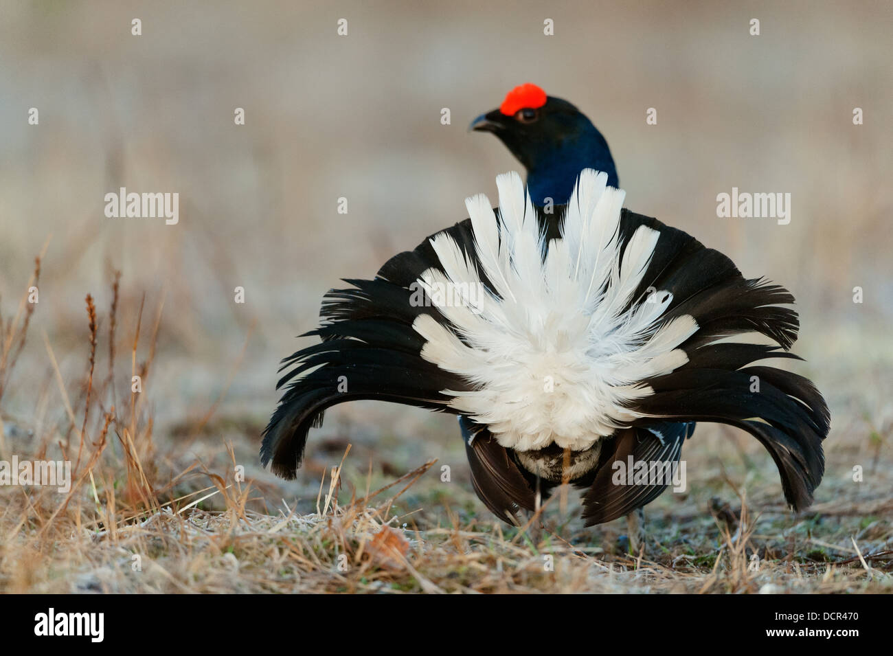 Lekking Black Grouse Stock Photo - Alamy
