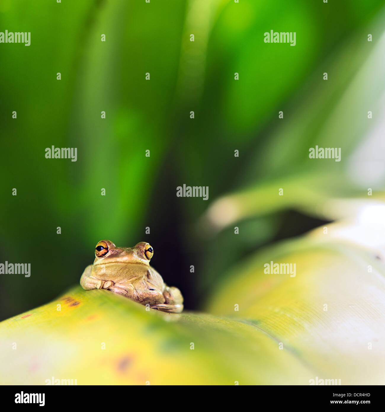 Cuban Tree Frog (Osteopilus Septentrionalis Stock Photo - Alamy