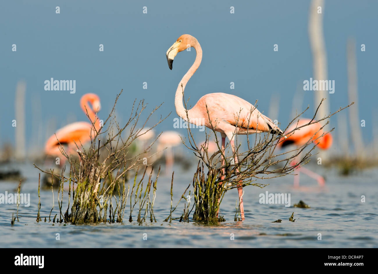 The pink Caribbean flamingo goes on water Stock Photo - Alamy