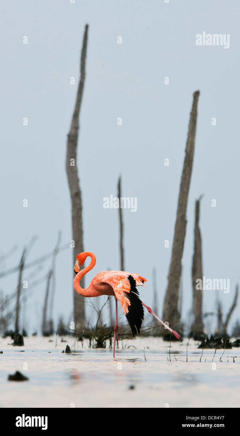 The pink Caribbean flamingo Ballet Stock Photo - Alamy