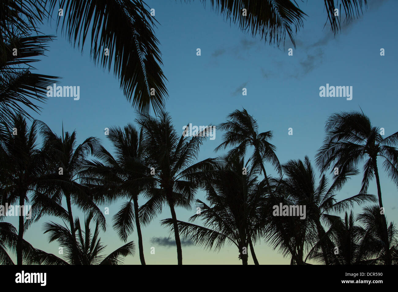 Palm tree silhouettes at sunset on Kaimani Beach, Hawaiian Island of ...