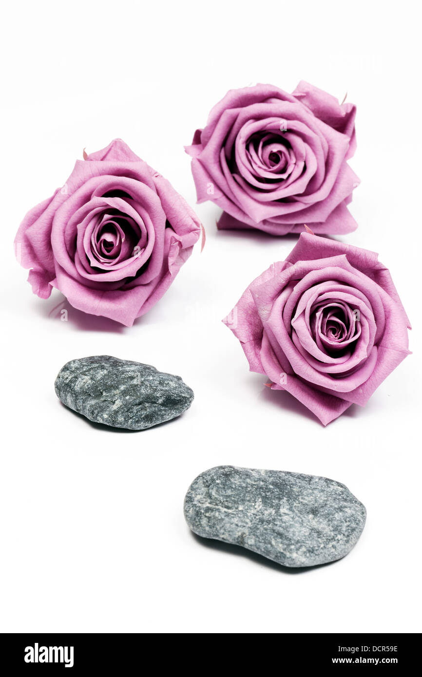 Pink roses and stones Stock Photo - Alamy