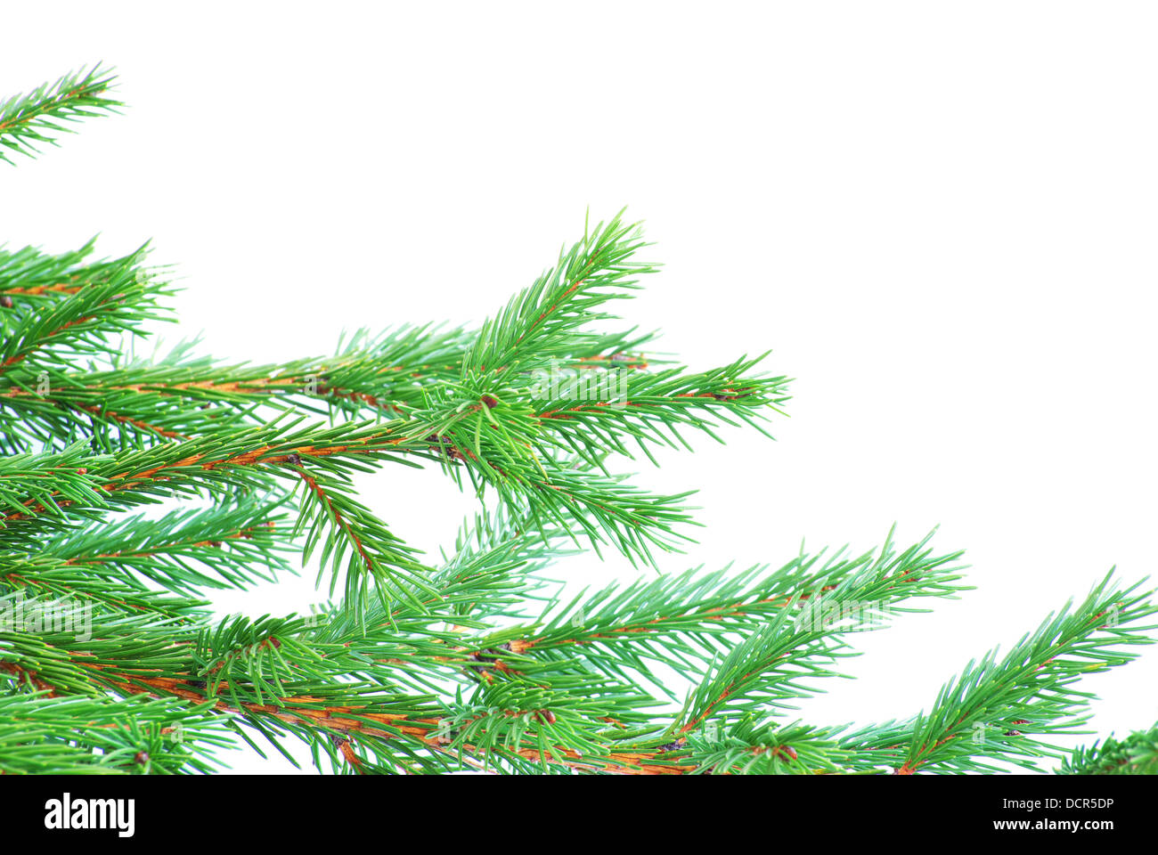 fir tree branches Stock Photo - Alamy