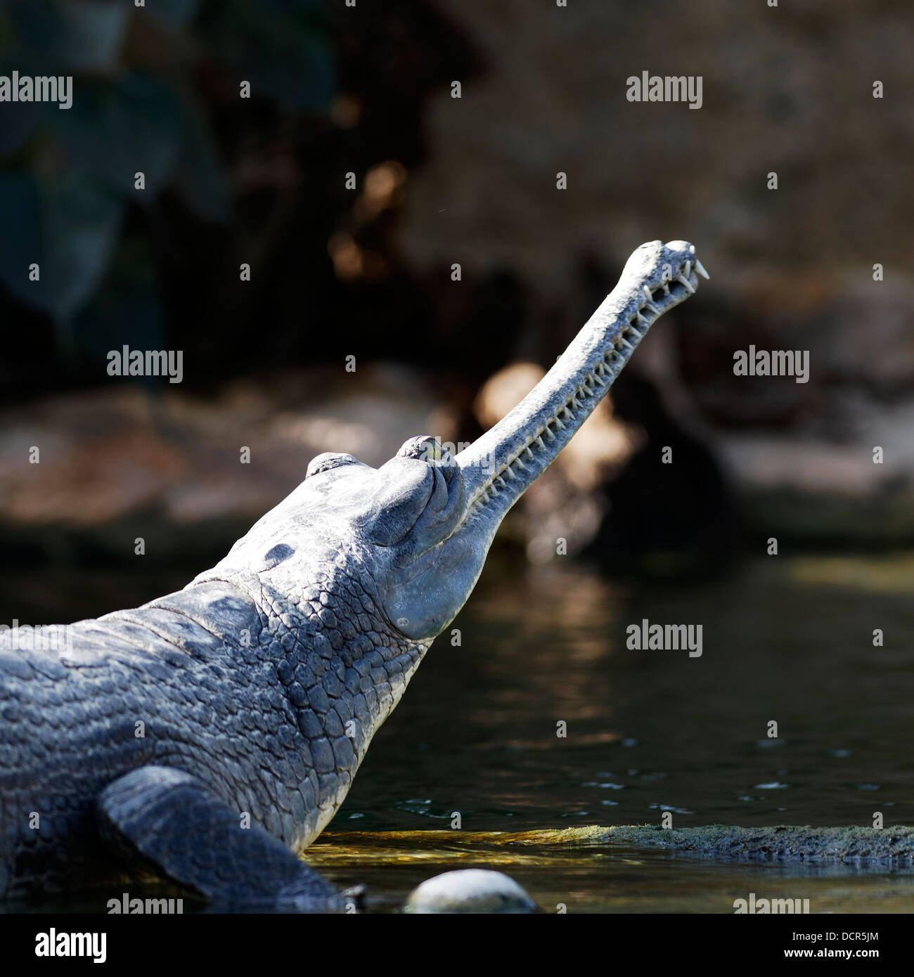 Big plates hi-res stock photography and images - Alamy