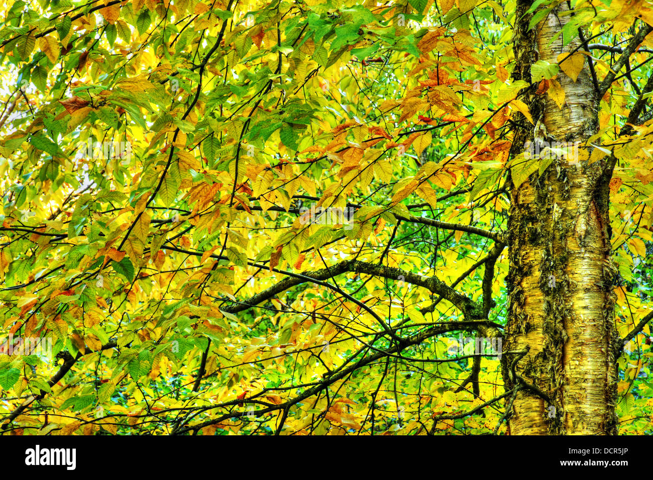 Yellow birch tree hi-res stock photography and images - Alamy