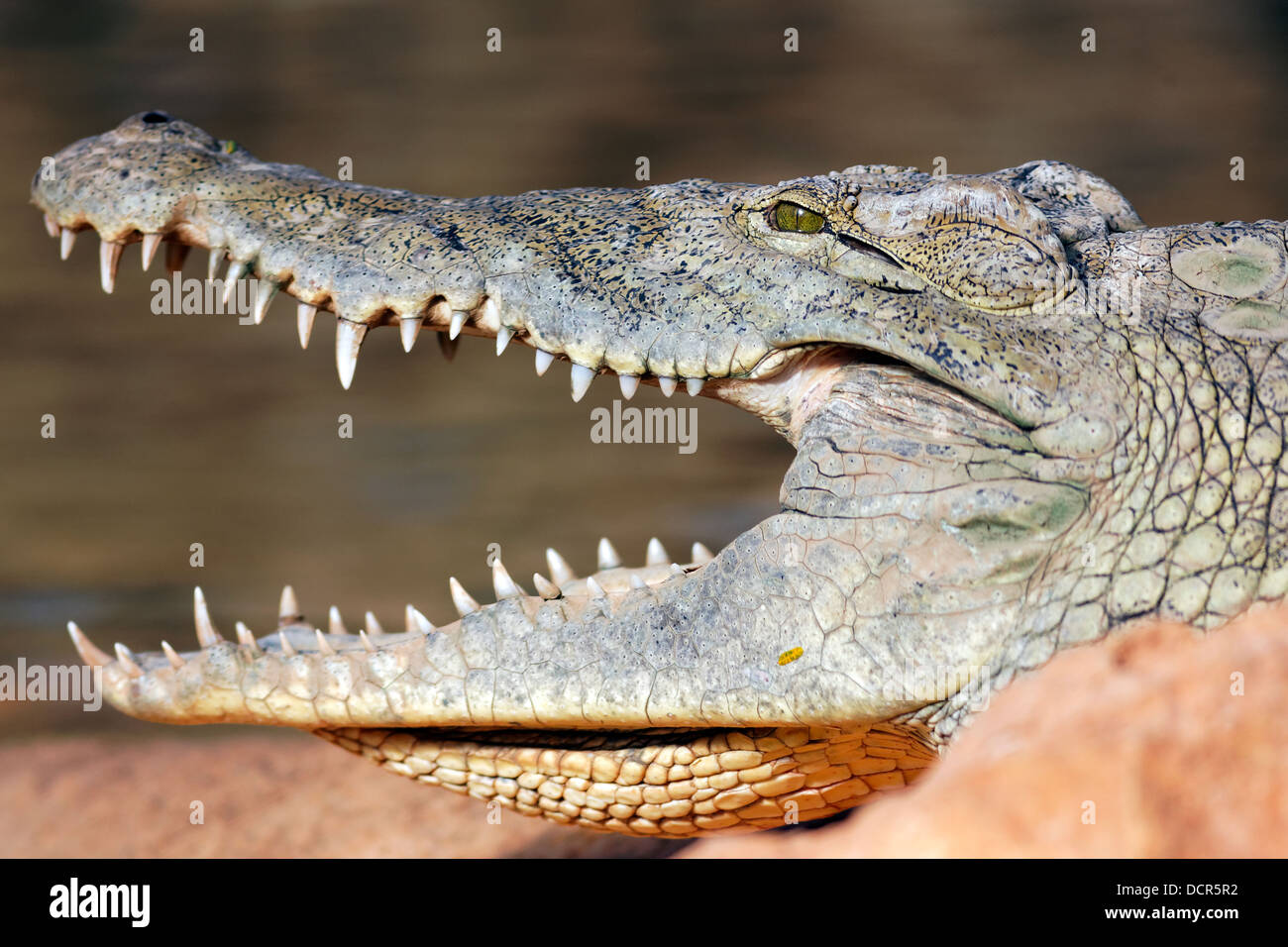 big head of crocodile Stock Photo - Alamy