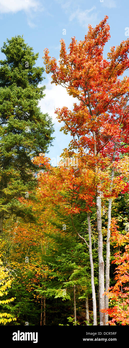 Banner tree hi-res stock photography and images - Alamy