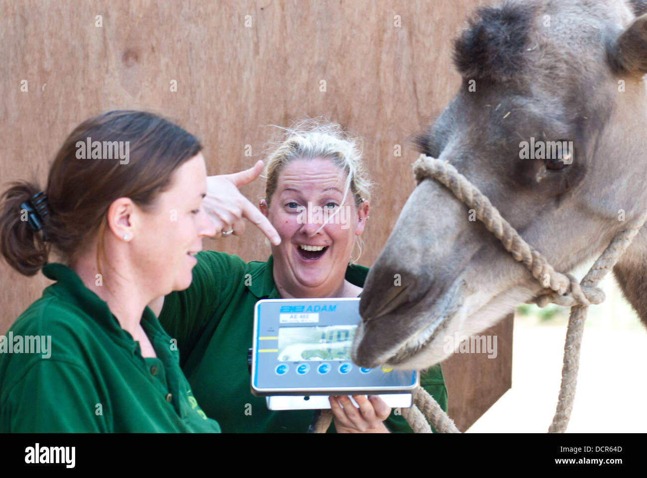 Genghis frog hi-res stock photography and images - Alamy