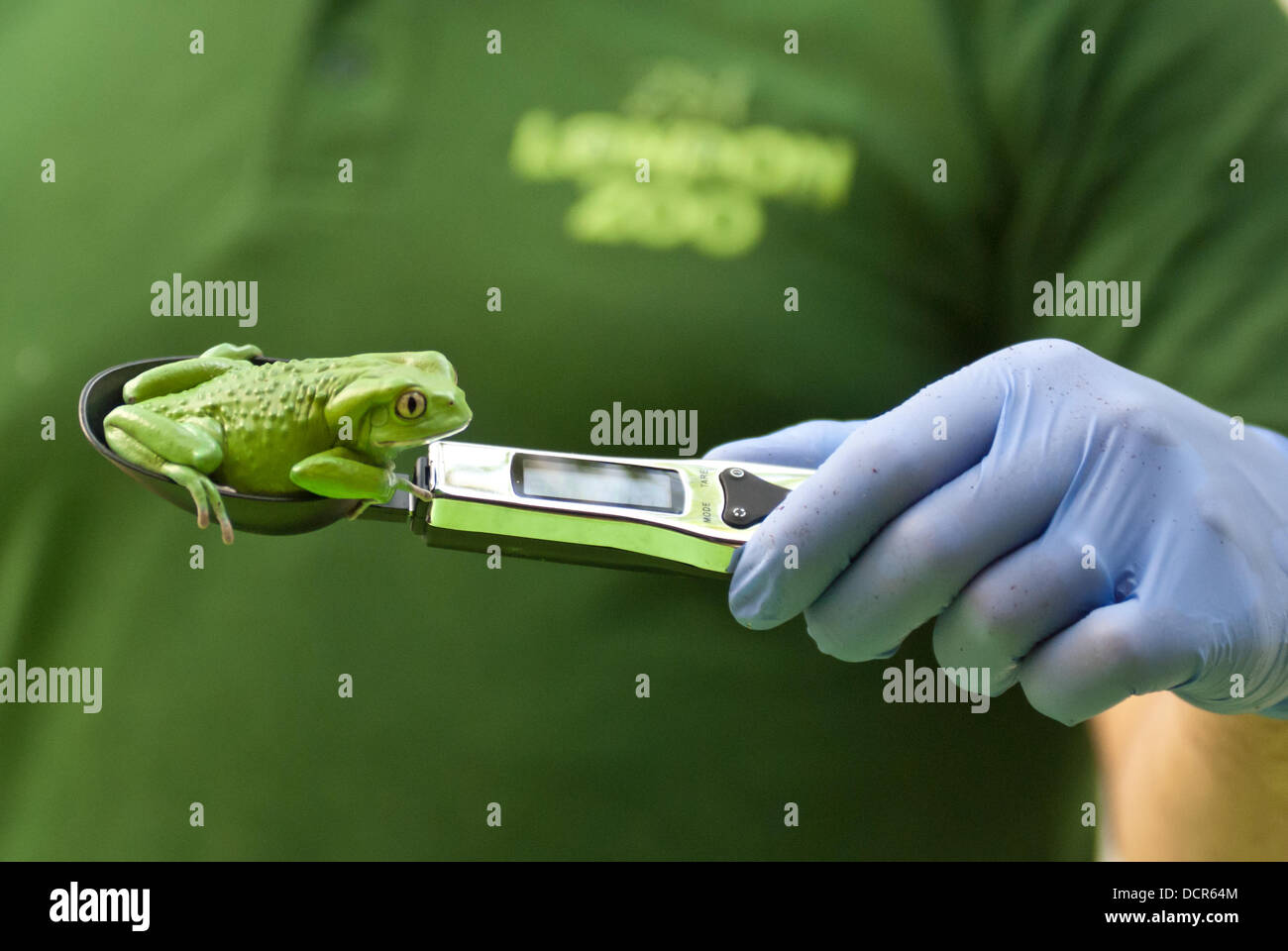 Alamy frog hi-res stock photography and images - Alamy