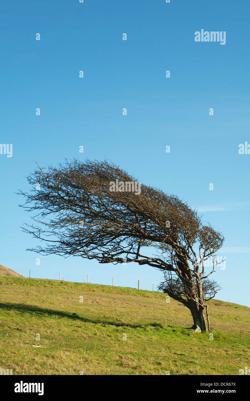 windswept tree at the top of a hill Stock Photo - Alamy