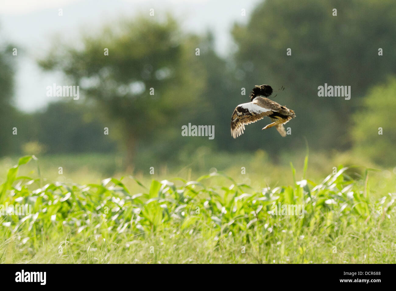 courtship display of the Likh or Lesser Florican (Sypheotides indicus ...