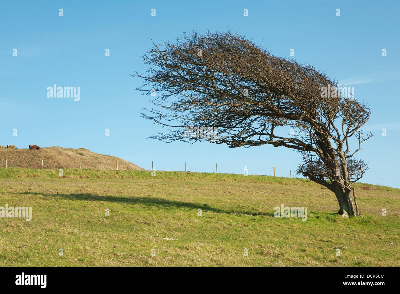 windswept tree at the top of a hill Stock Photo - Alamy