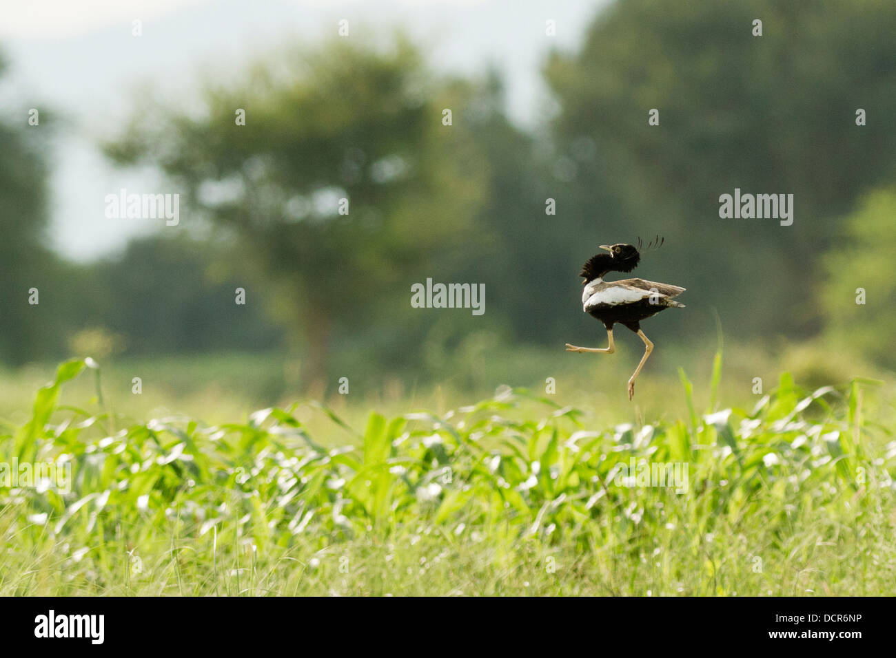 courtship display of the Likh or Lesser Florican (Sypheotides indicus ...