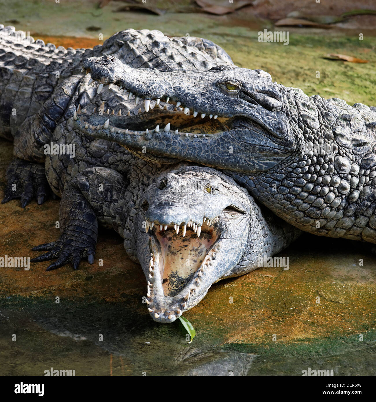 Alligator love hi-res stock photography and images - Alamy