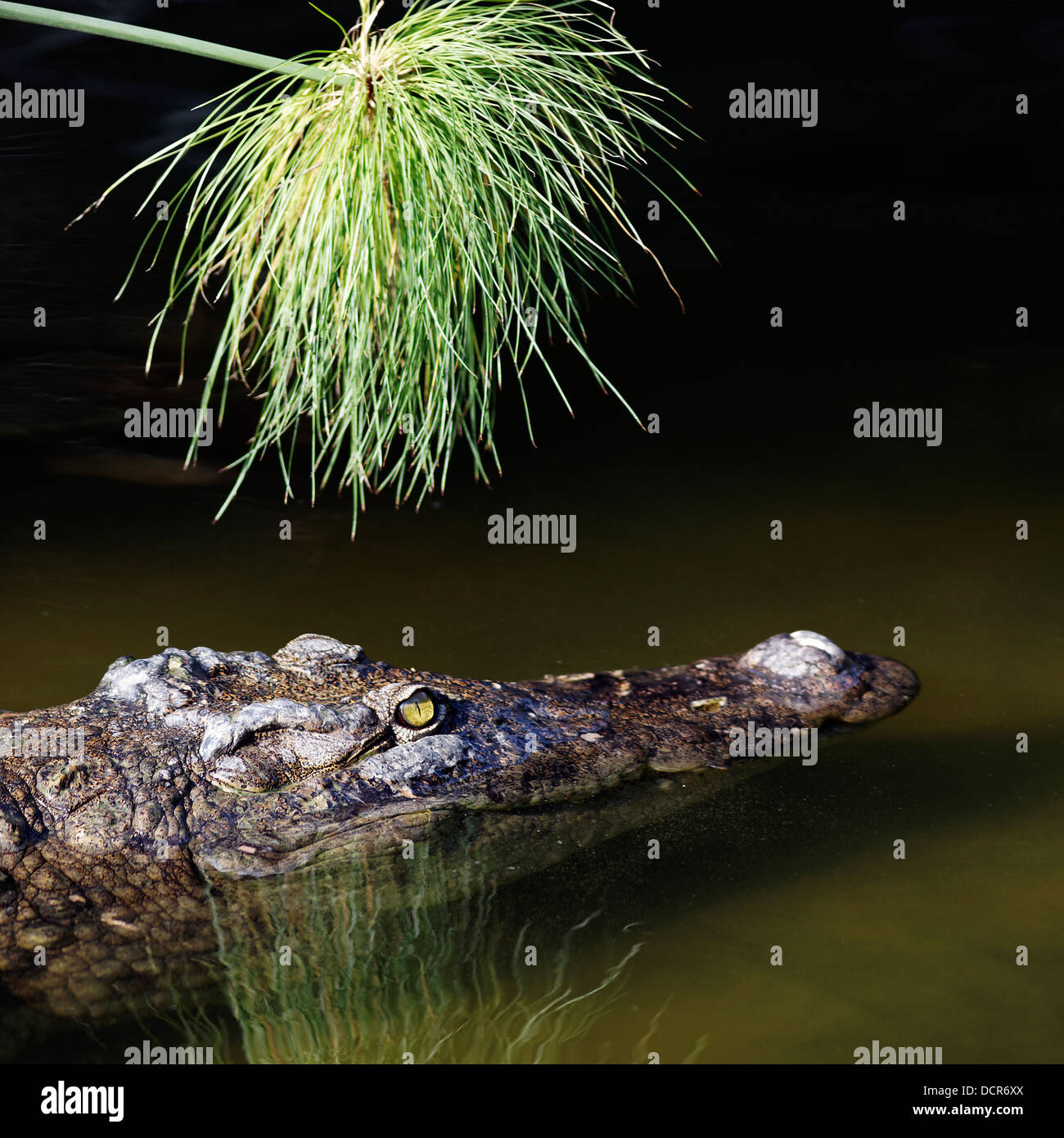 Croc closeup hi-res stock photography and images - Alamy